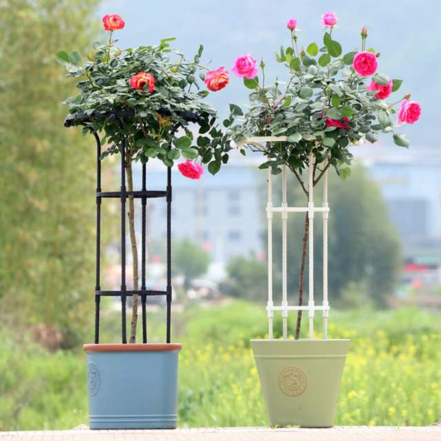 Gardening single-circle umbrella-shaped rose climbing vine frame rose ...