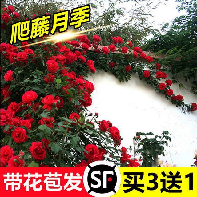 Rose flower seedlings, climbing vines, blooming in all seasons, garden ...