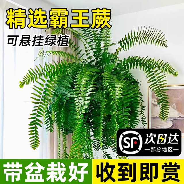 Overlord fern potted Boston large pot with long vine leaves hanging ...