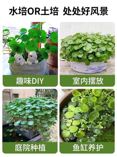 Copper coin grass hydroponic plants old pile potted plants indoor and ...