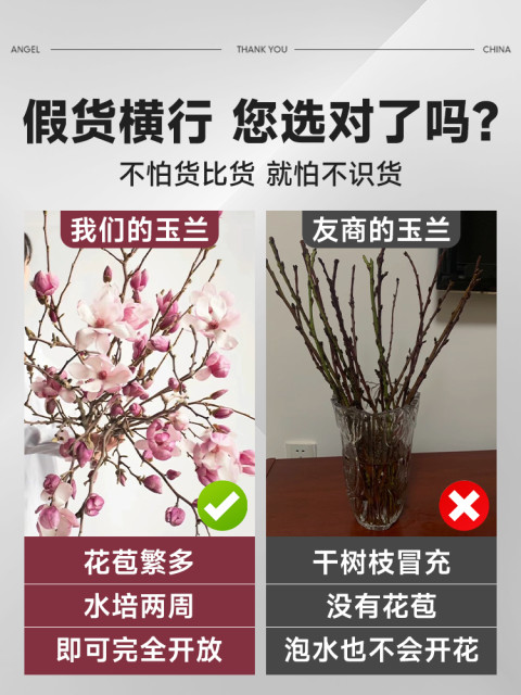 New Year Flowers Magnolia Hydroponic Fresh Cut Flowers with Buds Red ...