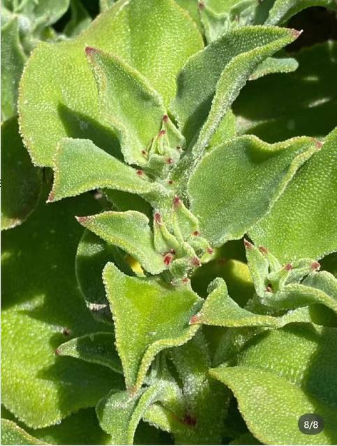 Crystal ice vegetable seeds balcony potted vegetable seeds Daquan four ...