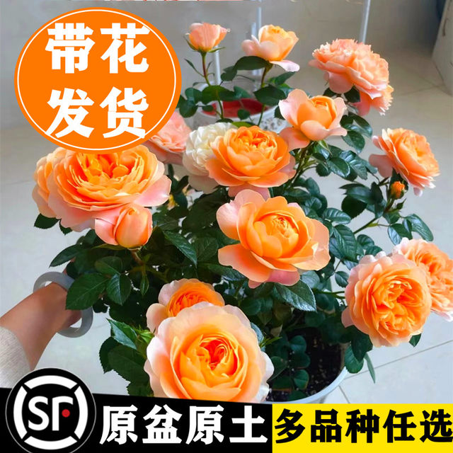 Juice balcony rose seedlings potted roses fresh flower plants indoor ...
