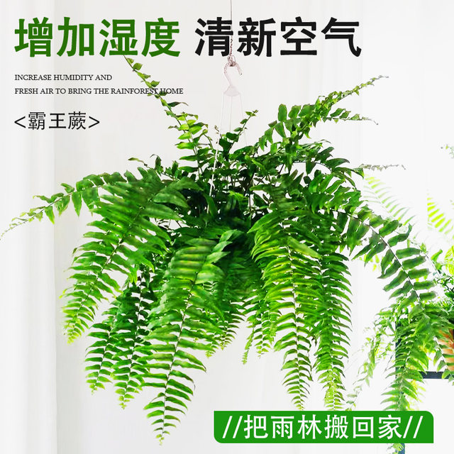 Overlord fern potted Boston large pot with long vine leaves hanging ...