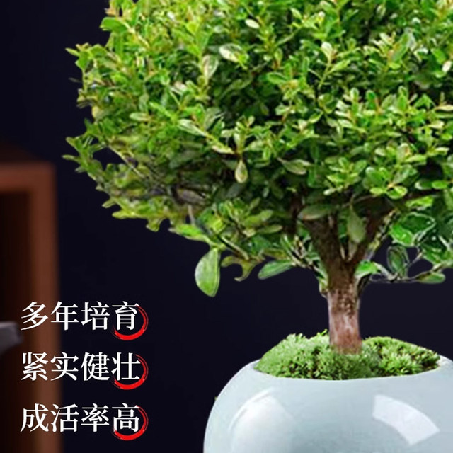 Small-leaf red nan old pile seedlings red sandalwood micro-landscape ...