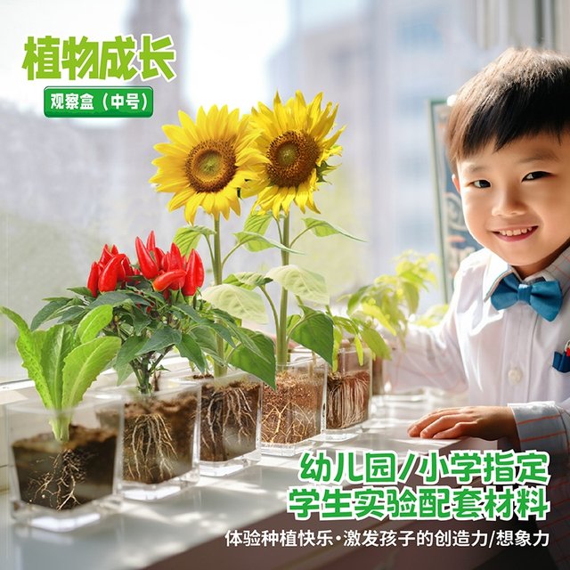 Children's plant growth observation box kindergarten planting diary ...