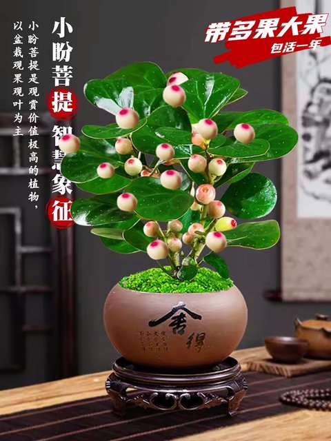 Small Bodhi Tree Potted Plant with Fruit, Indoor Living Room Green ...