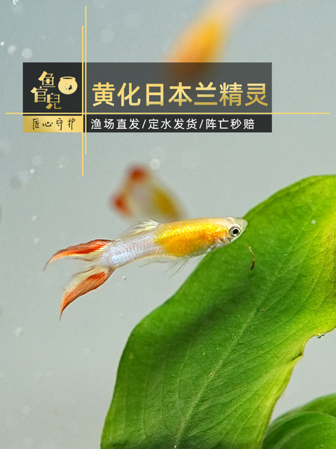 Fish Elf Peacock Ornamental Fish Japanese Orchid Double Sword Flame Elf ...