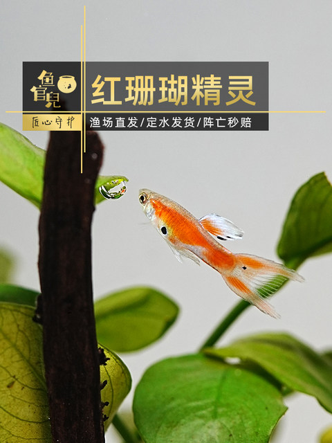 Fish Elf Peacock Ornamental Fish Japanese Orchid Double Sword Flame Elf ...