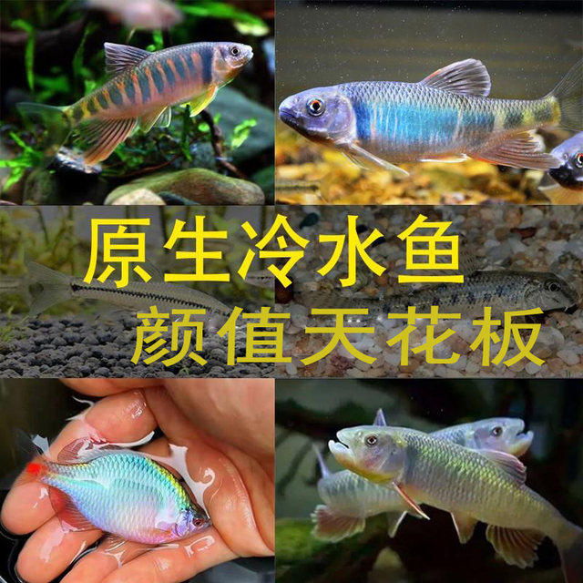 Native cold water fish, silver catfish, long-finned catfish, tiger ...