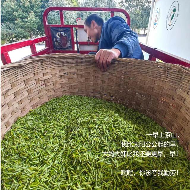 Green Tea Yongchuan Xiuya 2024 New Tea Mingqian Tea Special Grade ...
