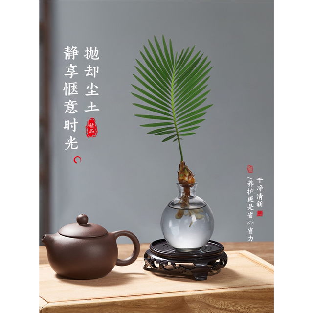 Hydroponic plant small iron tree potted plant in the office desktop ...