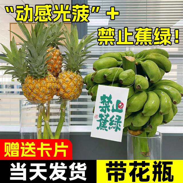 Ban on Banana Green Banana Popular Pineapple Hydroponic Plant Desktop ...