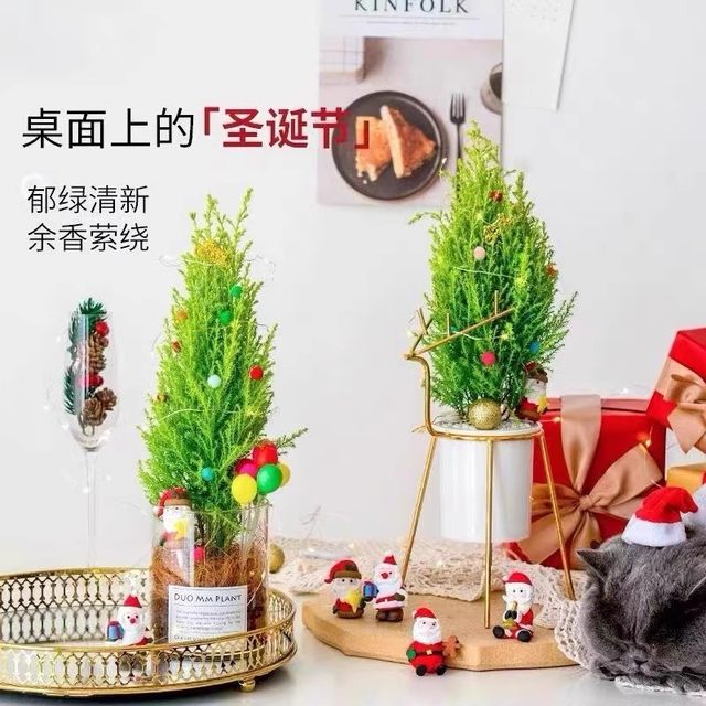 Small fragrant pine potted incense Christmas tree four-season green ...