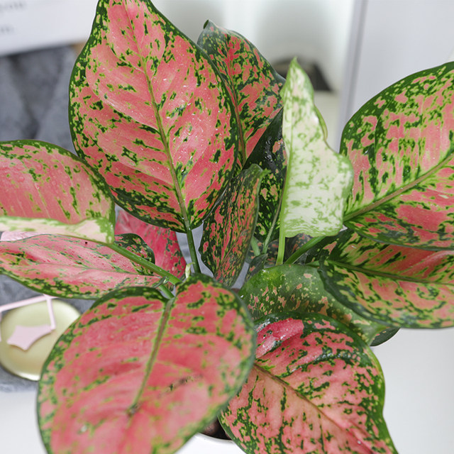 Ruyi Queen flower potted auspicious red ten thousand years red fire ...