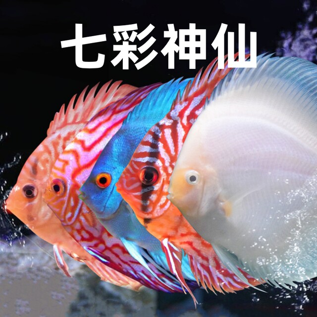 8-10cm colorful angelfish live red Fuji emperor red blue turquoise ...