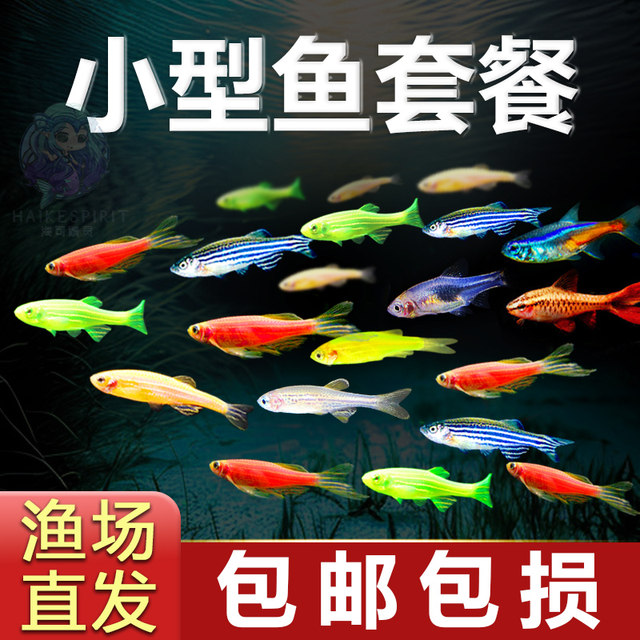 Tropical ornamental fish are easy to raise, traffic light zebrafish ...