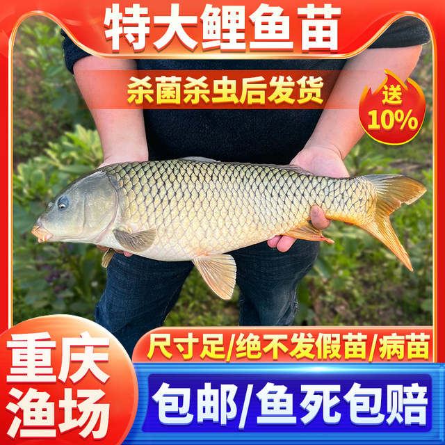 Carp frying, freshwater fish pond, big rice flower fish, rice field ...