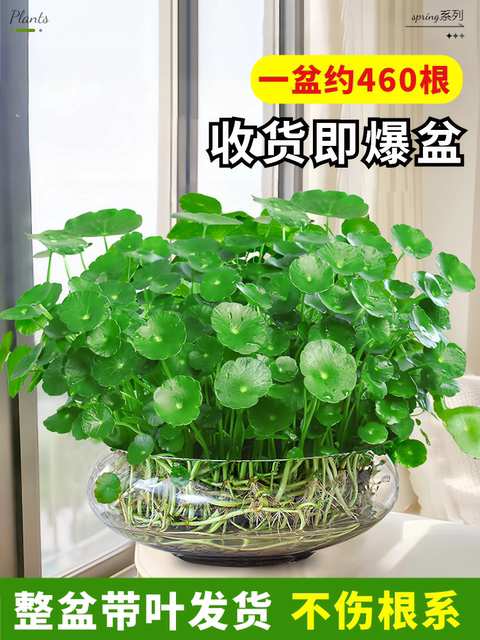 Copper coin grass seeds hydroponic plants indoors are good for raising ...