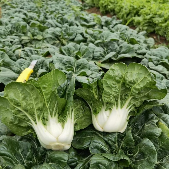 Baiyu No. 1 milk cabbage seed hybrid heat-resistant and cold-resistant ...