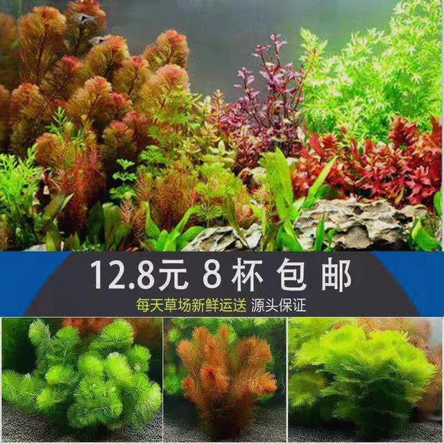 Fish tank landscaping, live plants, aquarium decoration, real aquatic ...