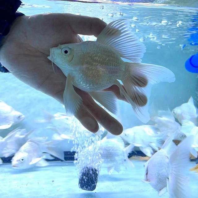 Taiwan butterfly carp sphere short body big fin long tail cold water ...