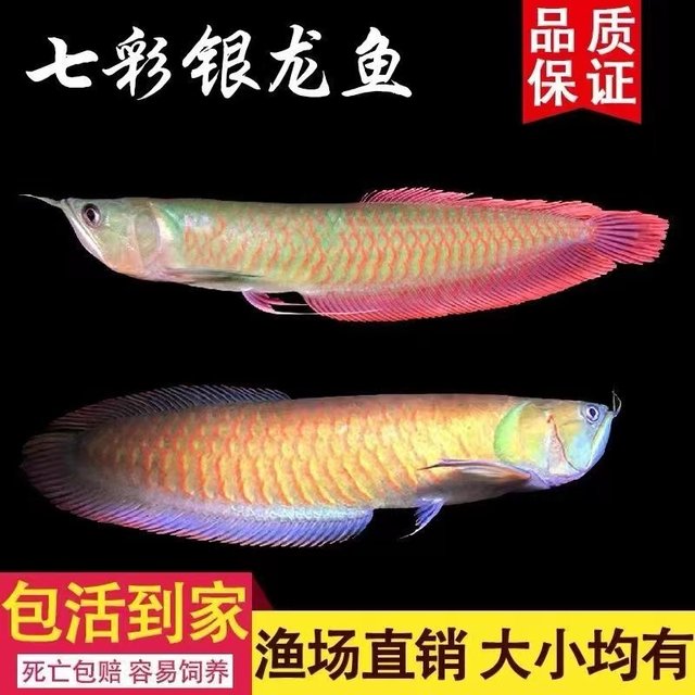 Colorful silver arowana live ornamental fish fry tropical freshwater ...