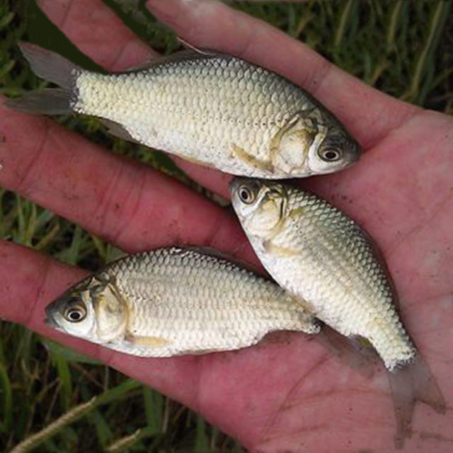 Crucian carp fry freshwater aquaculture edible extra large Zhongke No ...