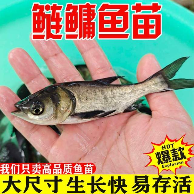 Silver carp fry freshwater culture edible big head fish fry silver carp ...