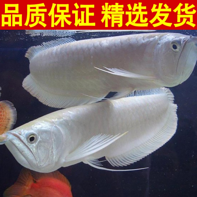 Colorful Silver Arowana Live Fry Tropical Ornamental Fish Freshwater ...