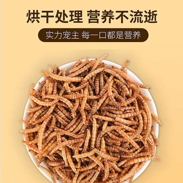 Starling bird food feed snacks dried breadworm luxury package starling ...