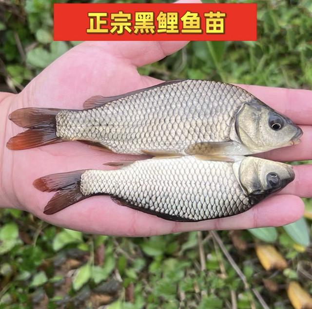 Carp fry freshwater fish pond breeding large rice flower fish rice ...