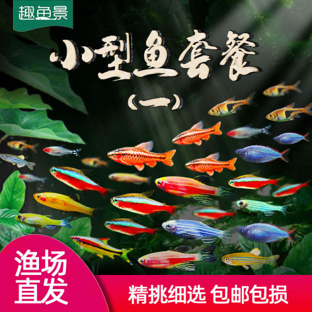 Tropical ornamental live fish are easy to raise, Baolian lamp, zebra ...