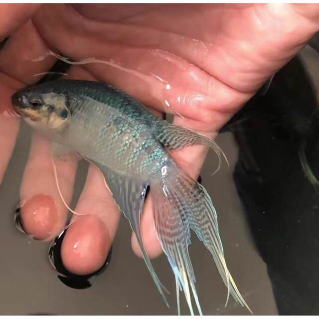 Chinese Douyu Blue Fork, Freshwater Ornamental Fish, Lazy Mermaid, Easy ...