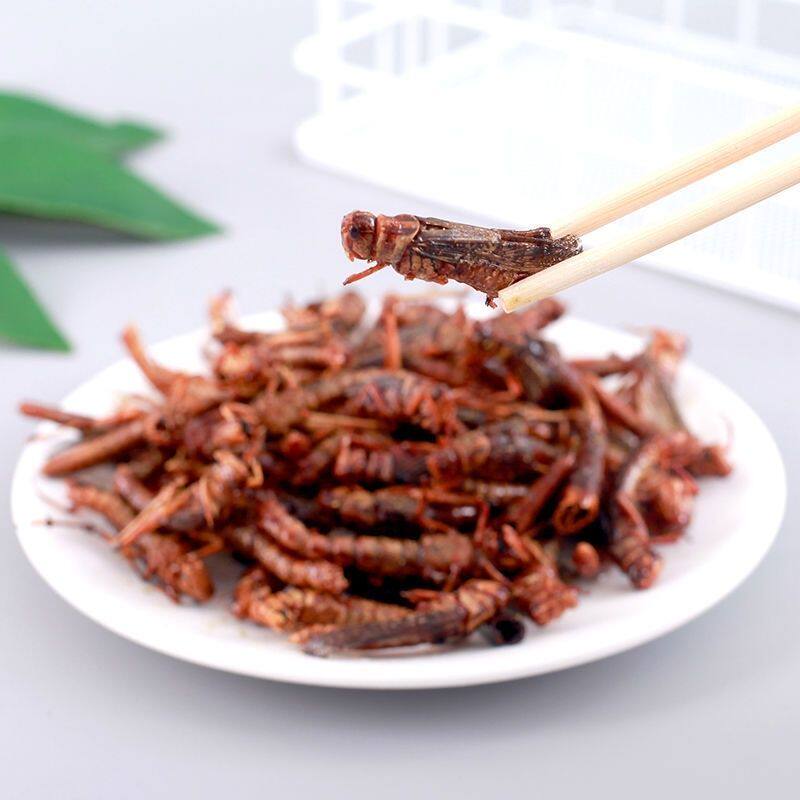 Fresh grasshoppers fried ready-to-eat crispy locusts edible ready-to ...