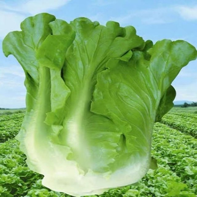 Italian lettuce seeds are heat-resistant and bolting-resistant. Year ...