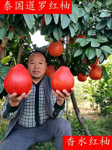 Shatin pomelo seedlings extra large fruit grafted saplings Thai ruby ...