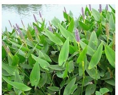 Zailihua seeds, water arrowroot, water lotus, banana, Talia perennial ...