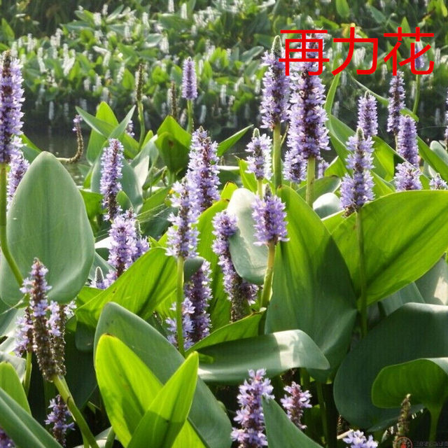 Zailihua seeds, water arrowroot, water lotus, banana, Talia perennial ...