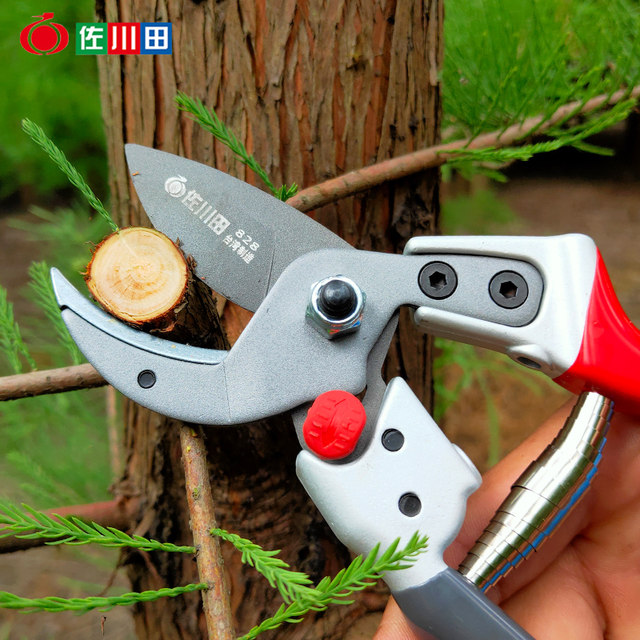 Sagawa field fruit tree pruning scissors cutting fruit branches branch ...