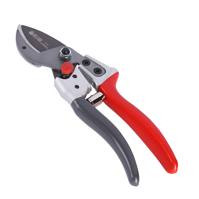 Sagawa field fruit tree pruning scissors cutting fruit branches branch ...