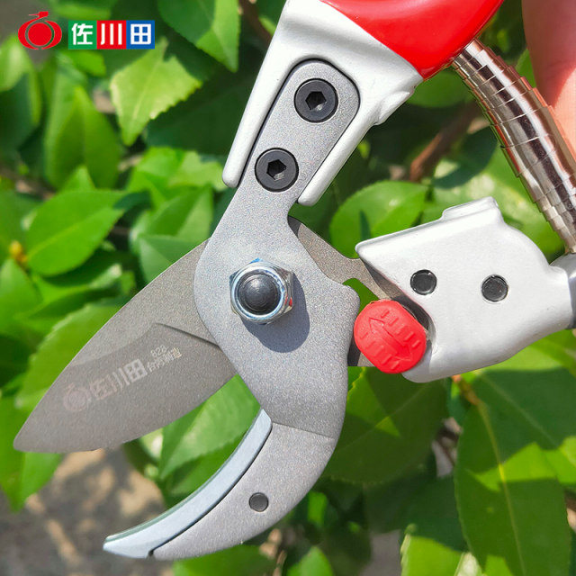 Sagawa field fruit tree pruning scissors cutting fruit branches branch ...