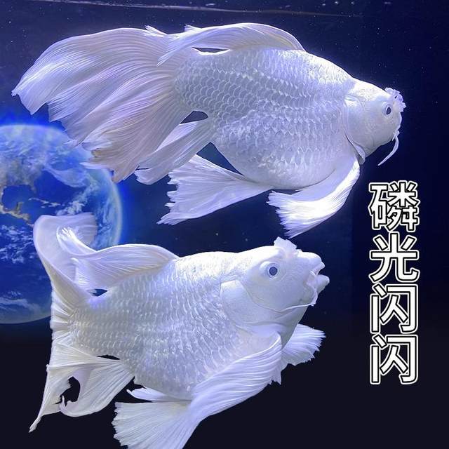 Taiwan butterfly carp lion head cold freshwater ornamental fish plaster ...