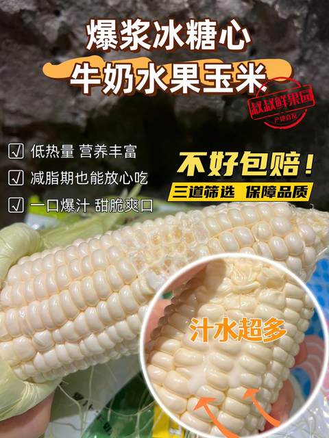 Pour milk corn fruit corn picking corn sweet white corn rock candy meal ...