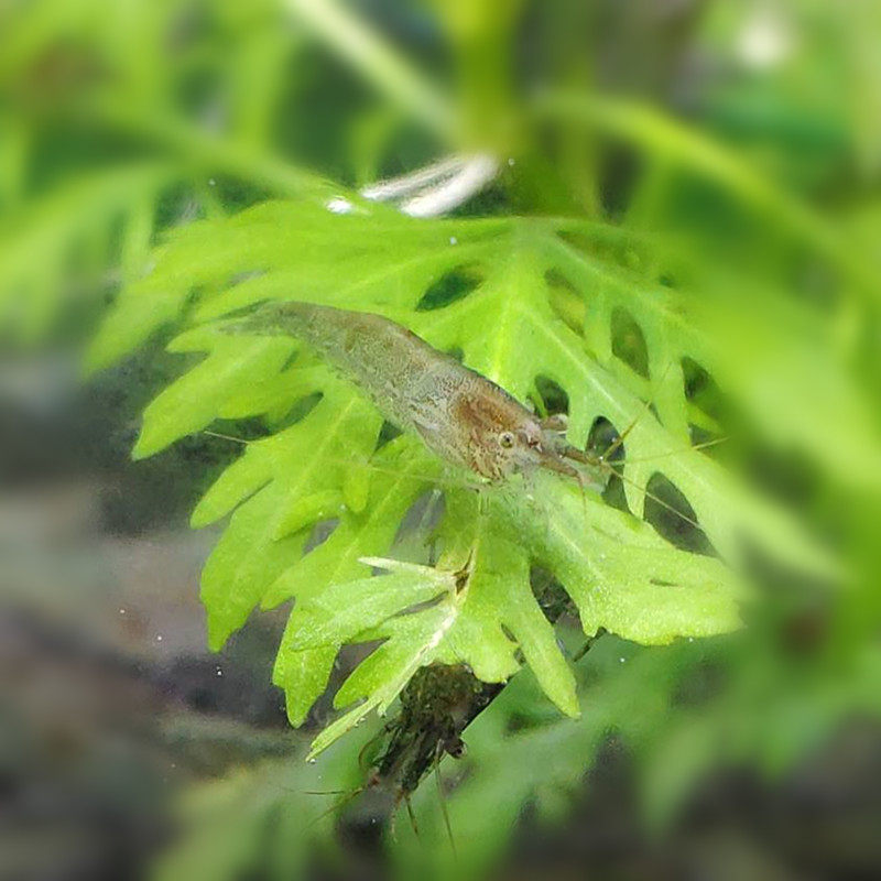 Black shell shrimp algae removal grass shrimp ornamental shrimp tools ...