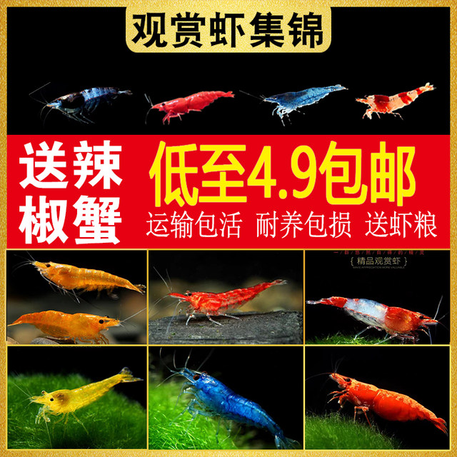 Shrimp Fresh Live Cherry Shrimp Watch Shrimp Freshwater Except ...