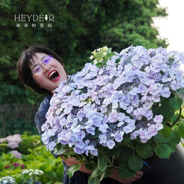 Heidi's Garden Flagship Store Hydrangea Seedlings Endless Summer Flower ...