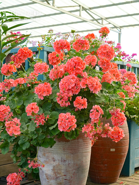 Heidi's Garden Flagship Store Geranium Flower Potted Seedlings Balcony ...
