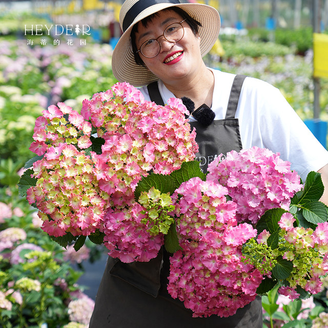 Heidi's Garden Flagship Store Hydrangea Seedlings Endless Summer Flower ...