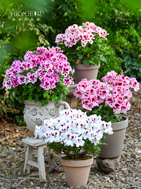 Heidi's Garden Flagship Store Geranium Flower Potted Seedlings Balcony ...
